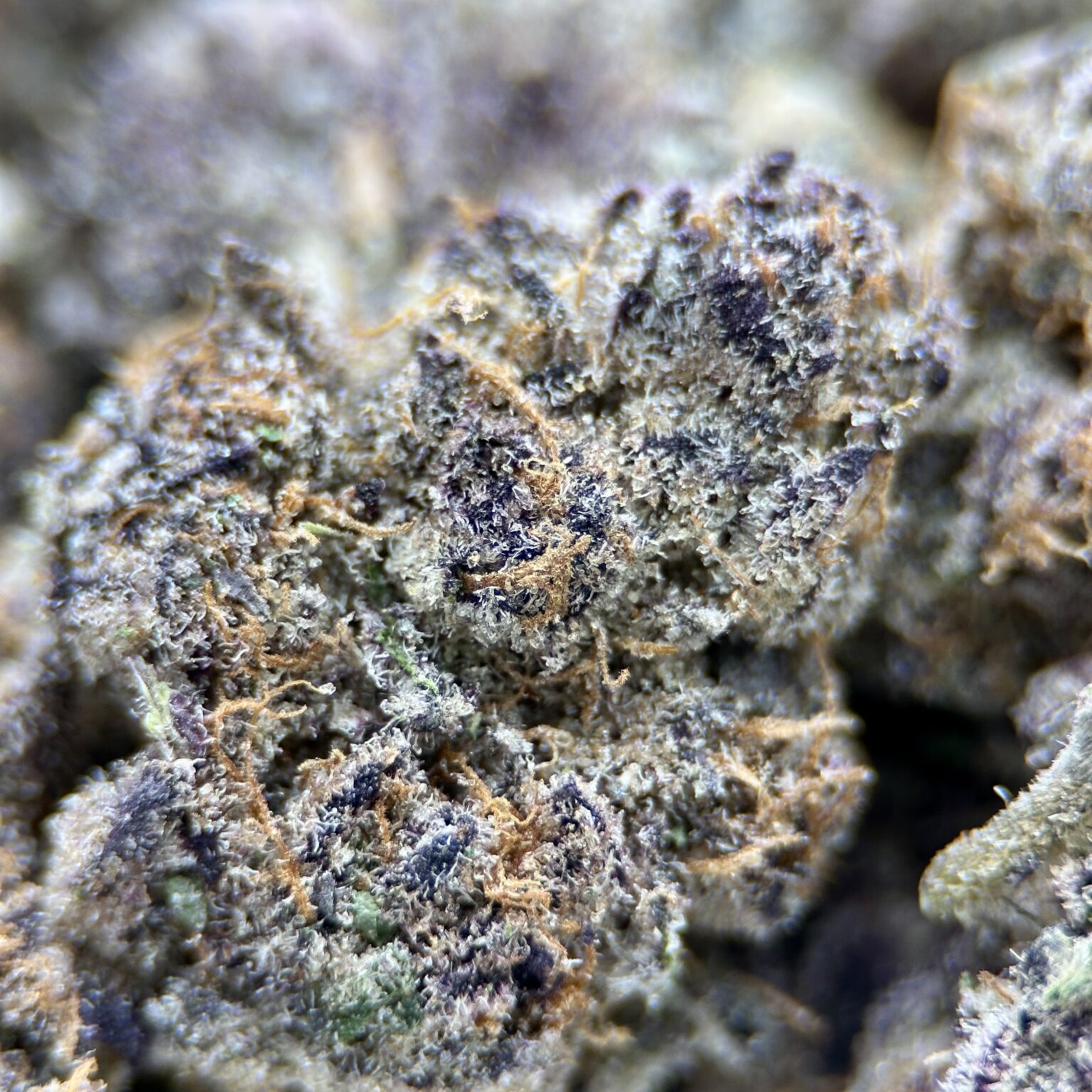 Buy Craft Cannabis at Canada's #1 Online Dispensary | The Quad Father