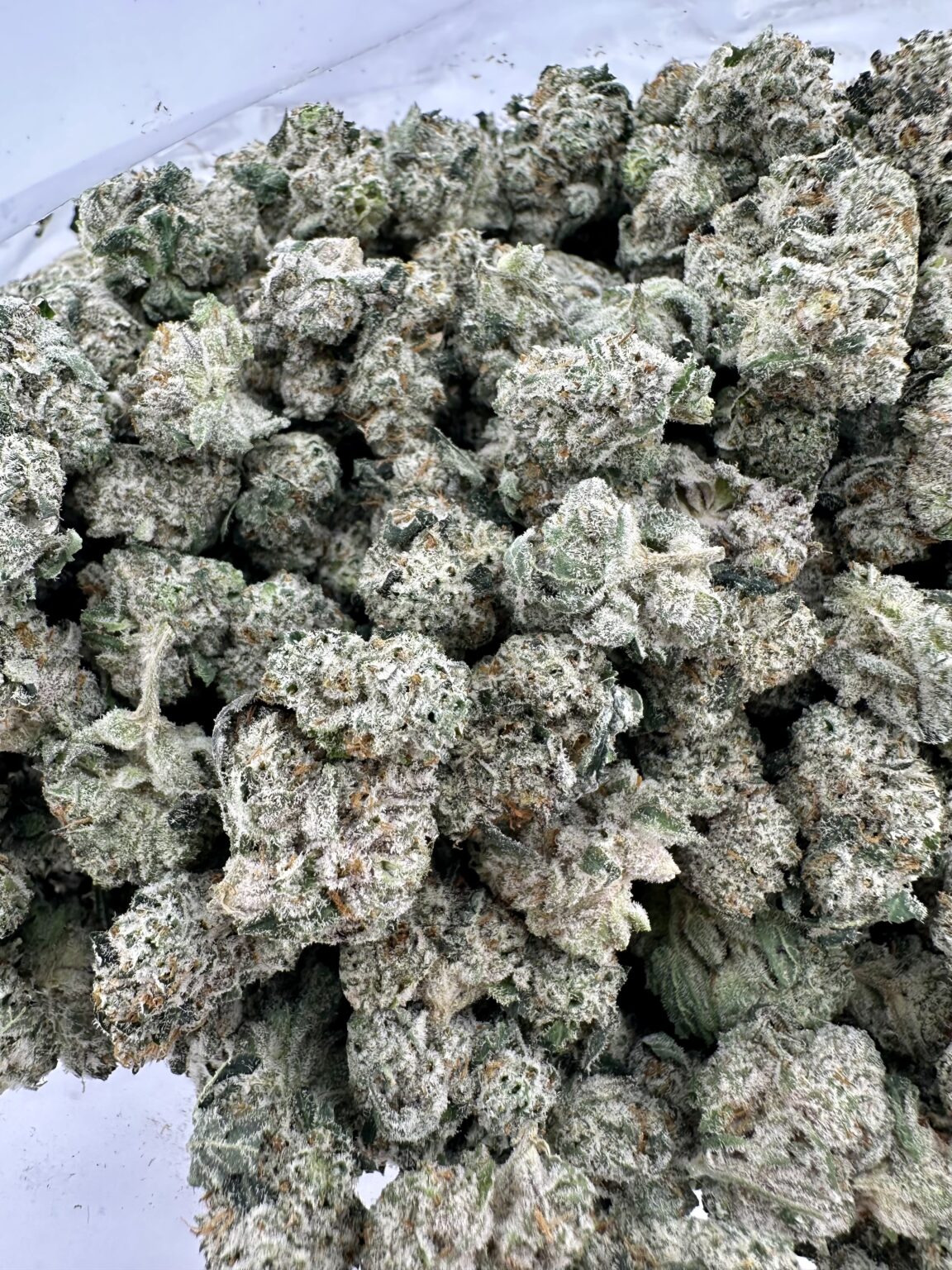 Buy Blue Lobster (Smalls) (AAAA) - By BC Growlord Online In Canada