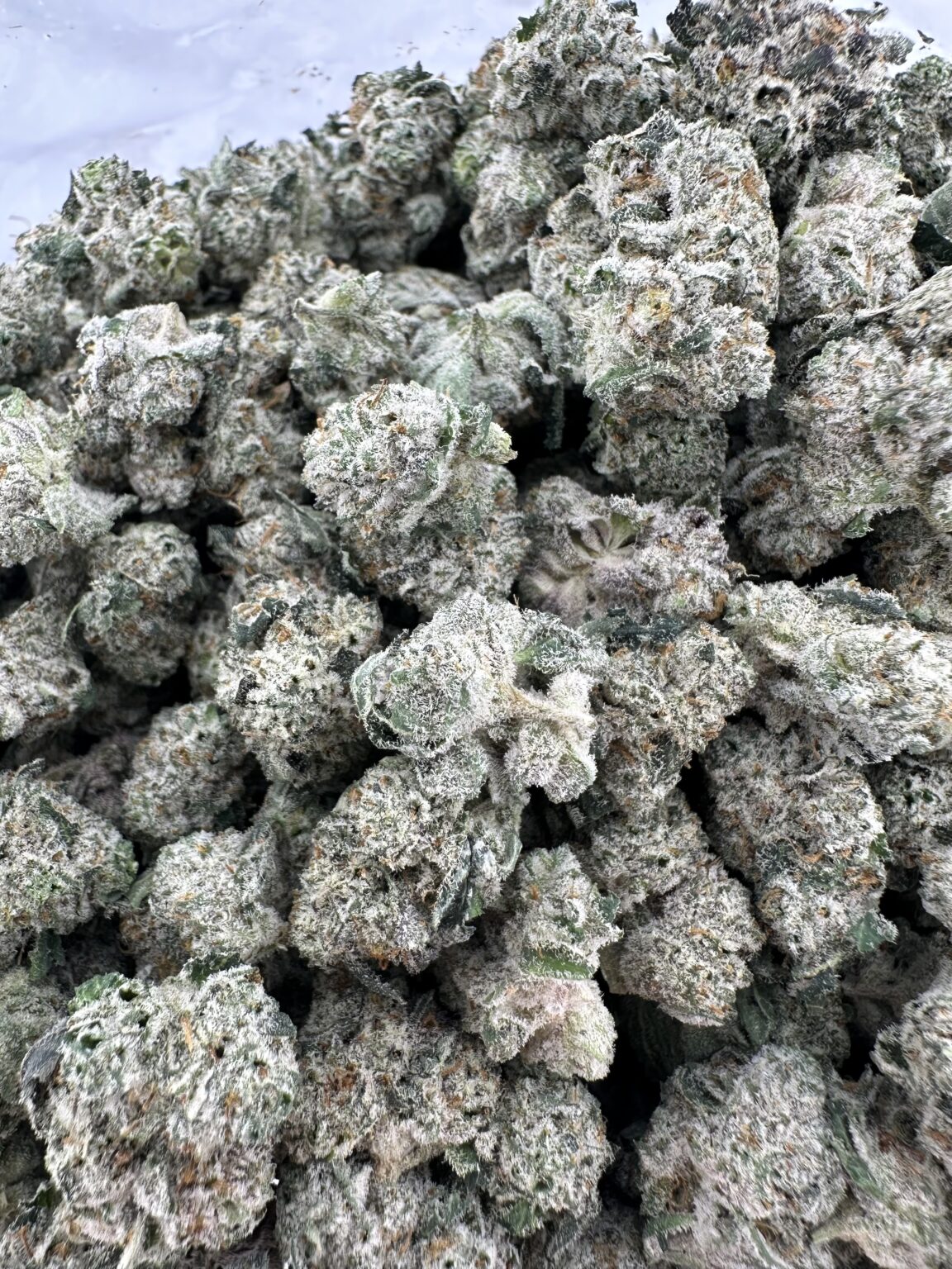 Buy Blue Lobster (Smalls) (AAAA) - By BC Growlord Online In Canada